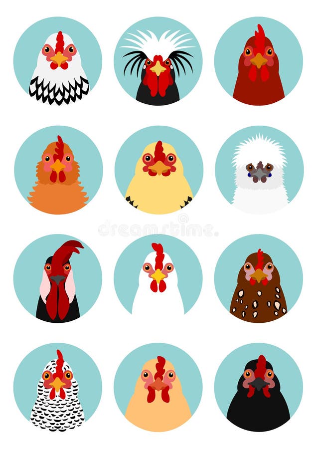 Set of Various Chicken Face Stock Vector - Illustration of chart, farm ...