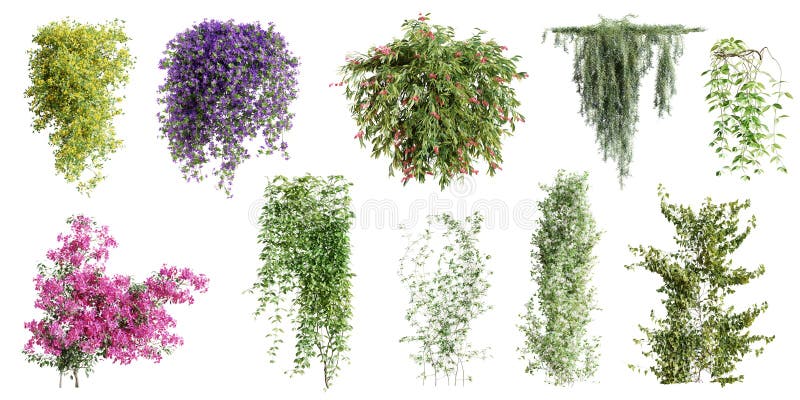 Set of Various Creeper Plants, Vol. 1, Isolated on White Background. 3D ...