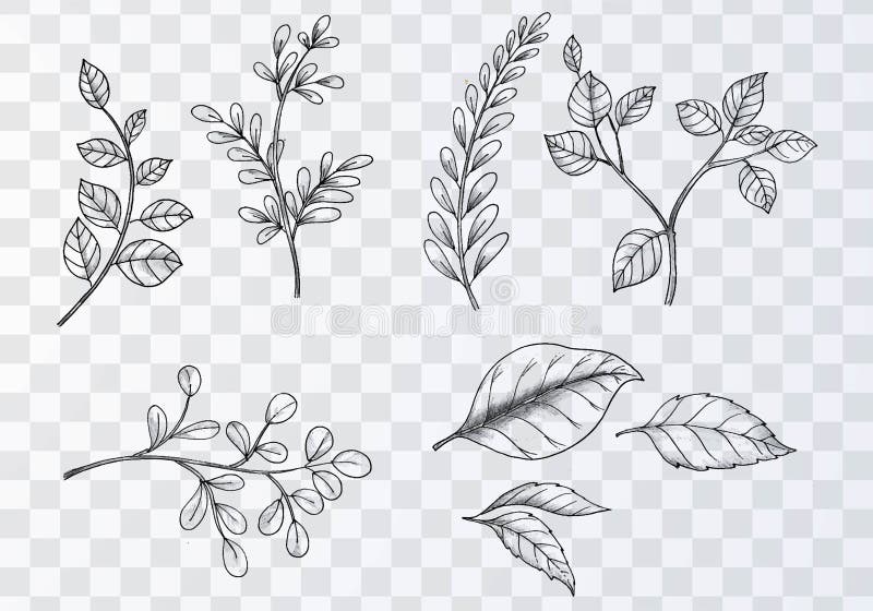 Set of Various Hand Draw Sketch Leaves on Transparent Background Stock ...