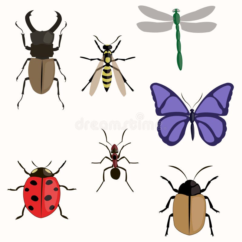 Set of Various Insects Design Flat. Stock Vector - Illustration of ...