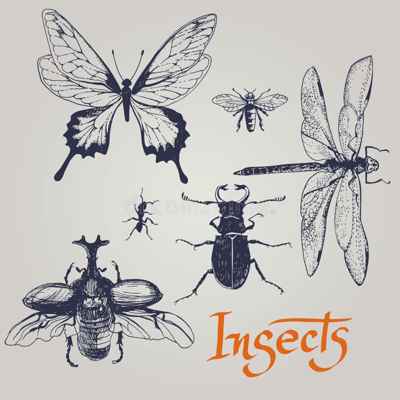 Set of Various Insects. Vector Stock Vector - Illustration of animal ...