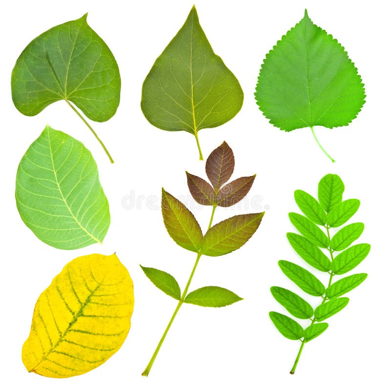Set of Various Leaves of Trees and Plants Stock Image - Image of brown ...