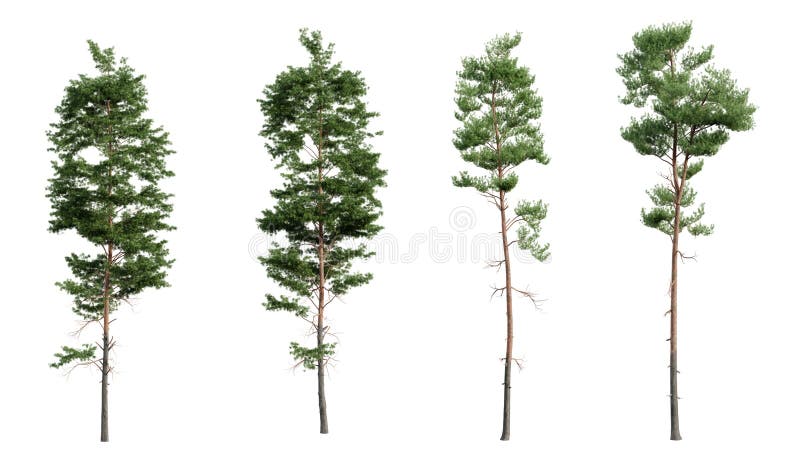 Set of Various Pine Trees Isolated on White Background. 3D Render Stock ...