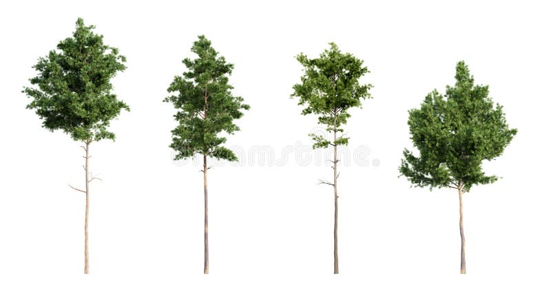 Set of Various Pine Trees Isolated on White Background. 3D Render Stock ...