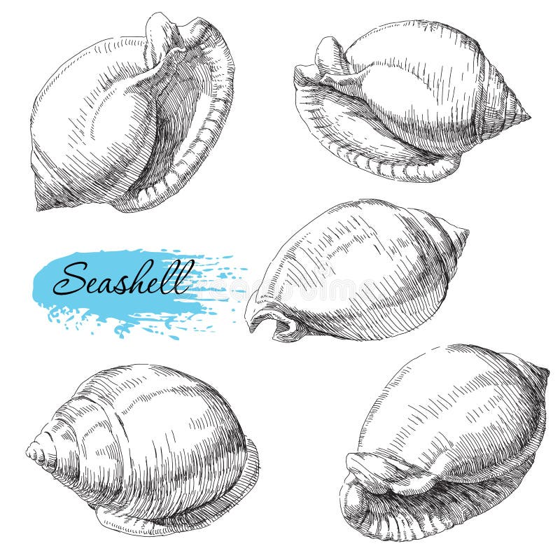 Set of various sea shells stock vector. Illustration of graphic - 50566964