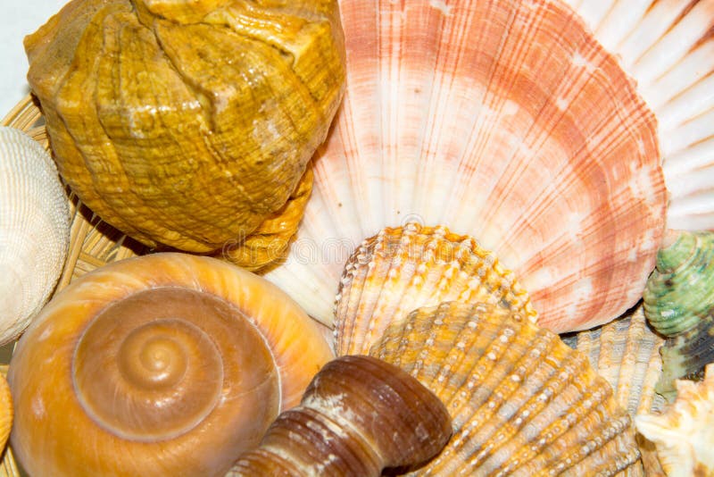 The Set of Various Sea Shells Closeup Stock Image - Image of macro ...