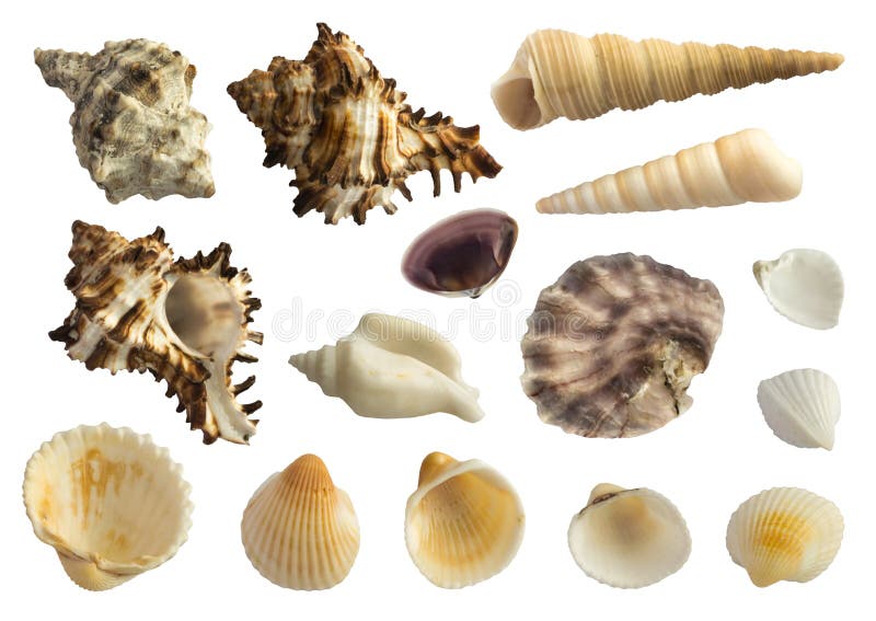 Set of Various Sea Shells Isolated on White Background Stock Photo ...