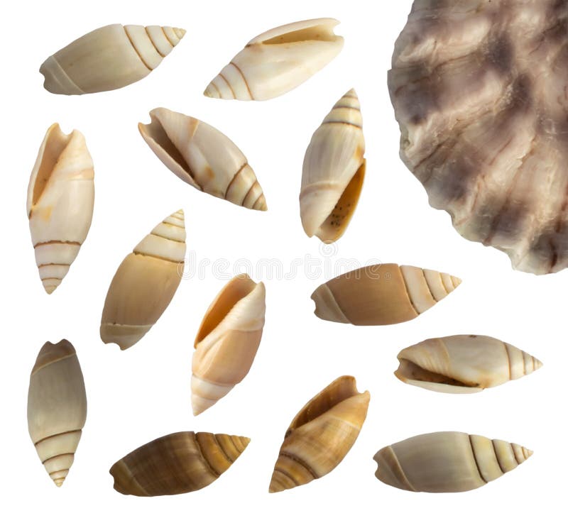 Set of Various Sea Shells Isolated on White Background Stock Photo ...