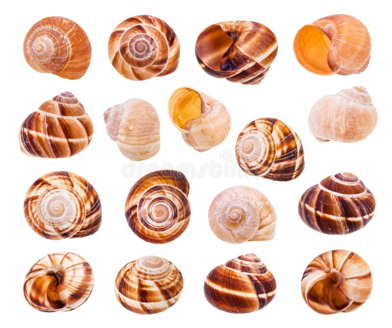Set of Various Shells of Roman Snails Isolated Stock Image - Image of ...