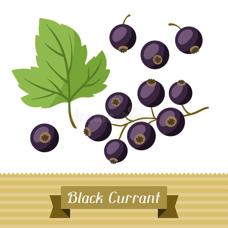 Set Various Stylized Black Currants Stock Illustrations – 2 Set Various ...