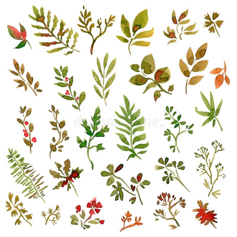 Set of Various Tree Leaves. Hand Drawn with Watercolor Stock Image ...