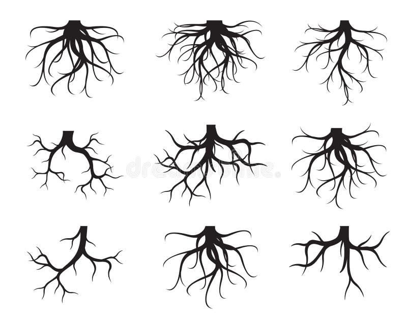 Set Vector Black Roots. Vector Outline Illustration Stock Vector ...