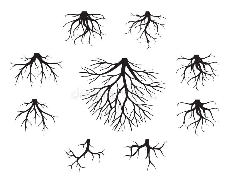 Set Vector Black Roots. Vector Outline Illustration Stock Vector ...