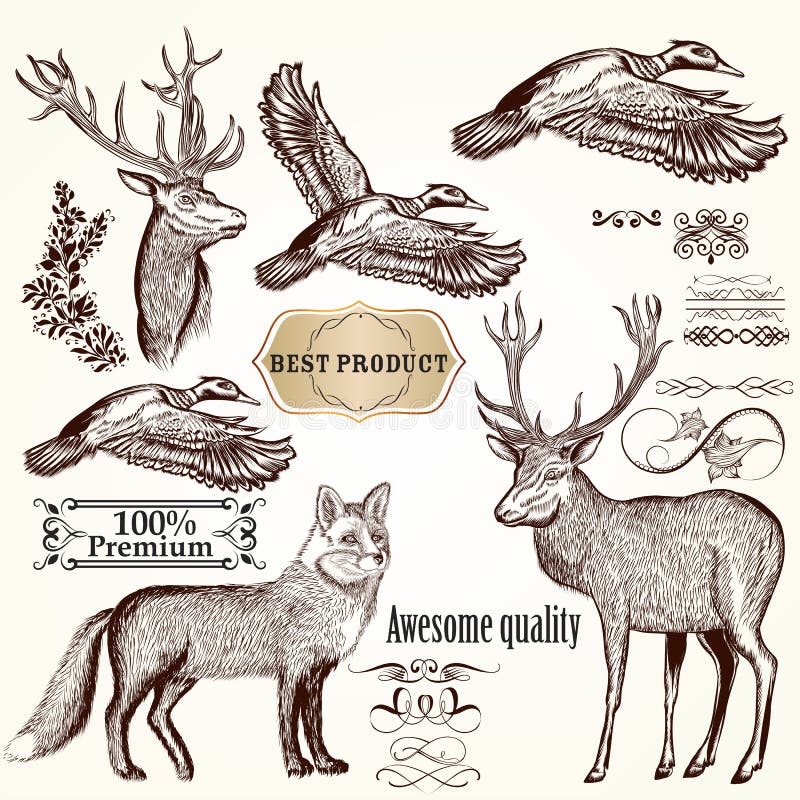 Set of Vector Detailed Animals for Design Stock Vector - Illustration ...