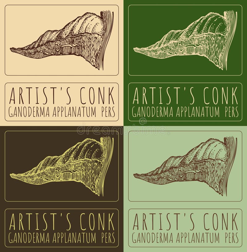 Applanatum Pers Stock Illustrations – 2 Applanatum Pers Stock ...