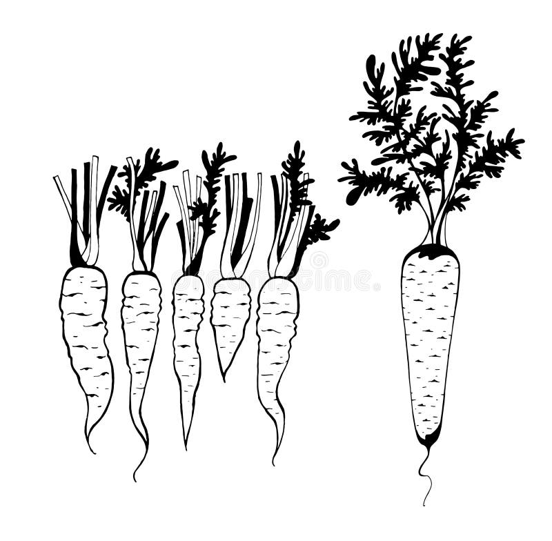 Set vector drawing carrot stock vector. Illustration of isolated ...