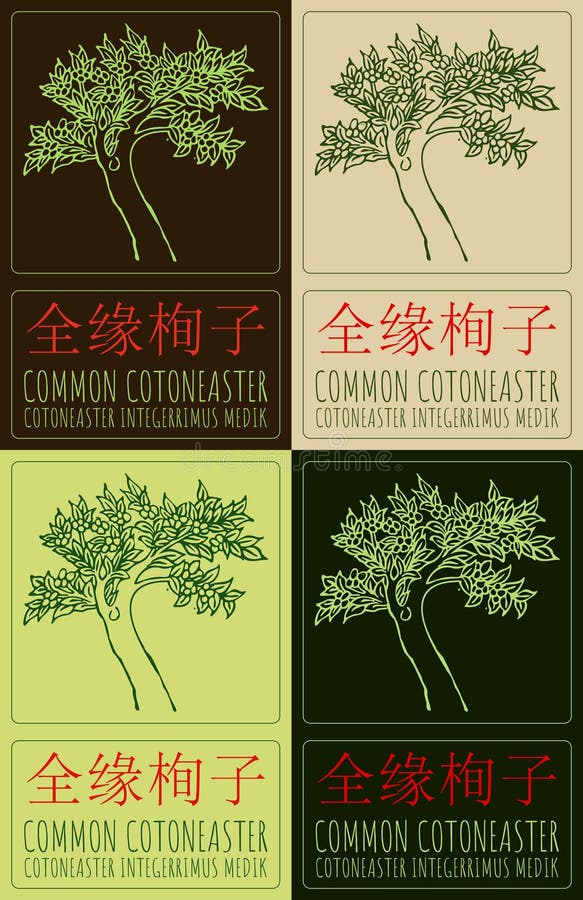 Integerrimus Medik Stock Illustrations – 1 Integerrimus Medik Stock ...