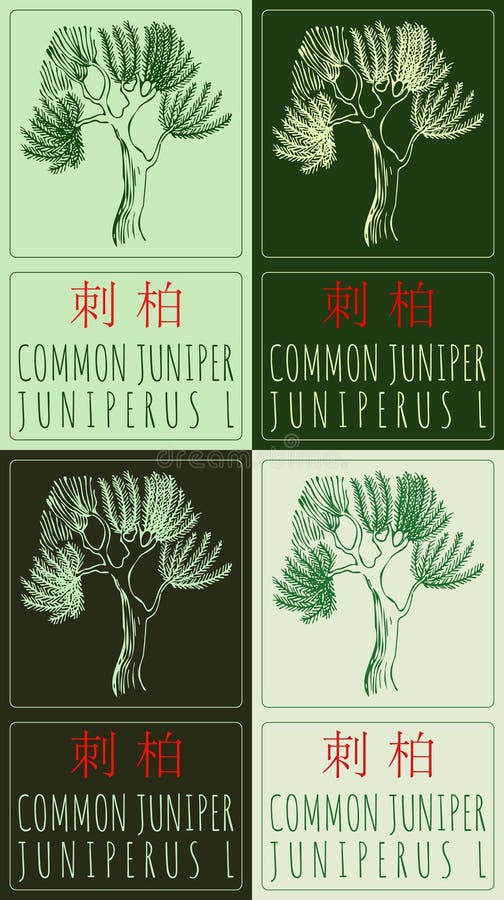 Juniperus L Stock Illustrations – 12 Juniperus L Stock Illustrations ...