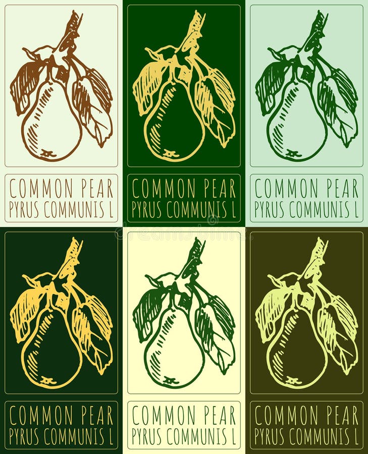 Set of Vector Drawing COMMON PEAR in Various Colors. Hand Drawn ...
