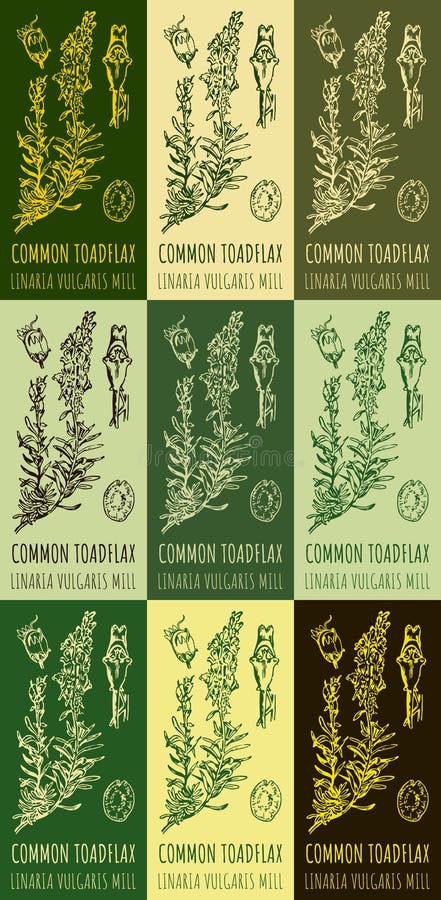 Common Toadflax Stock Illustrations – 14 Common Toadflax Stock ...