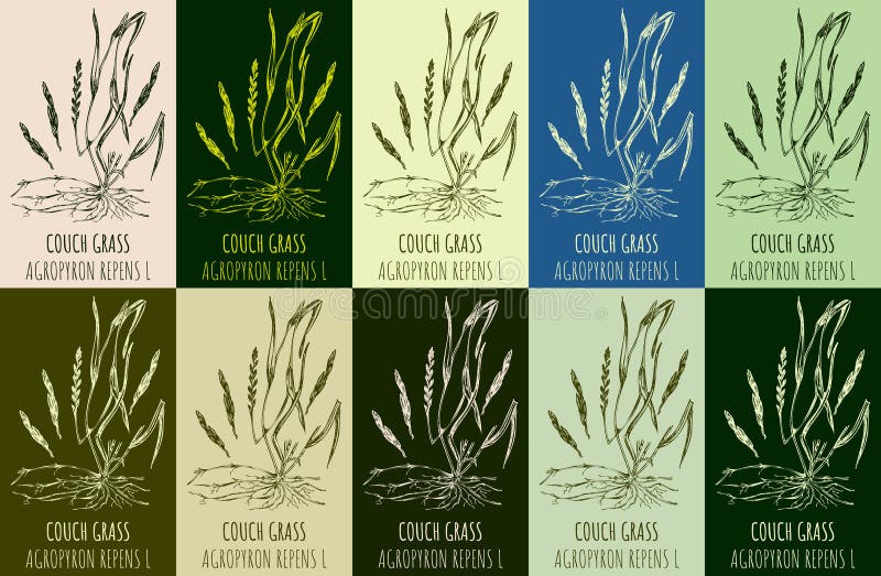 Repens L Stock Illustrations – 25 Repens L Stock Illustrations, Vectors ...