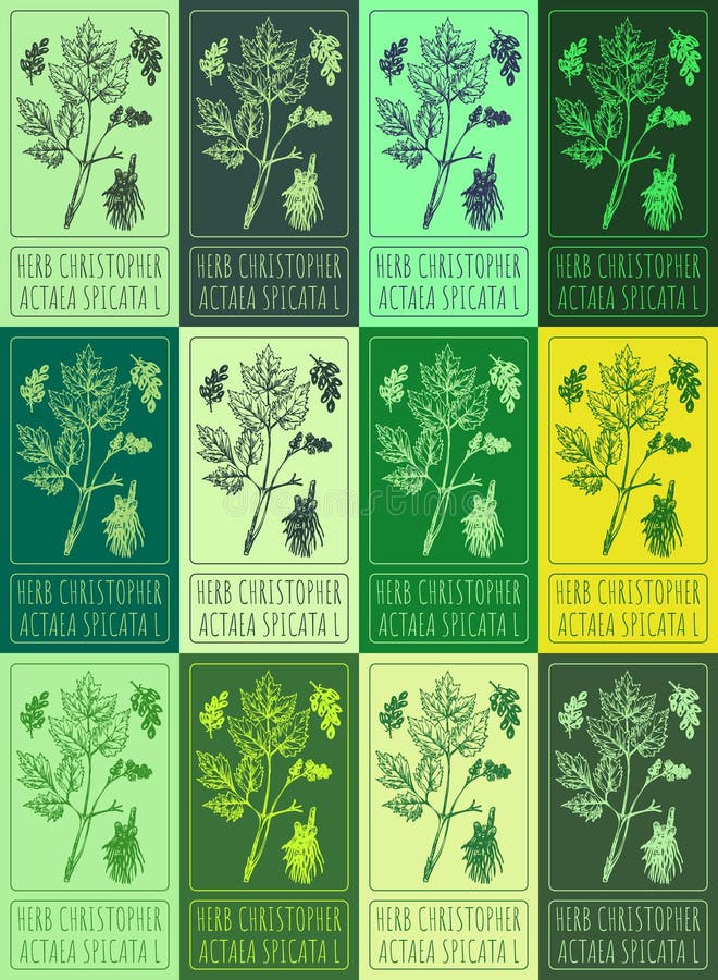 Set Vector Drawing of HERB CHRISTOPHER in Various Colors. Hand Drawn ...