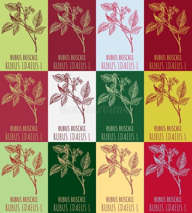 Idaeus L Stock Illustrations – 6 Idaeus L Stock Illustrations, Vectors ...