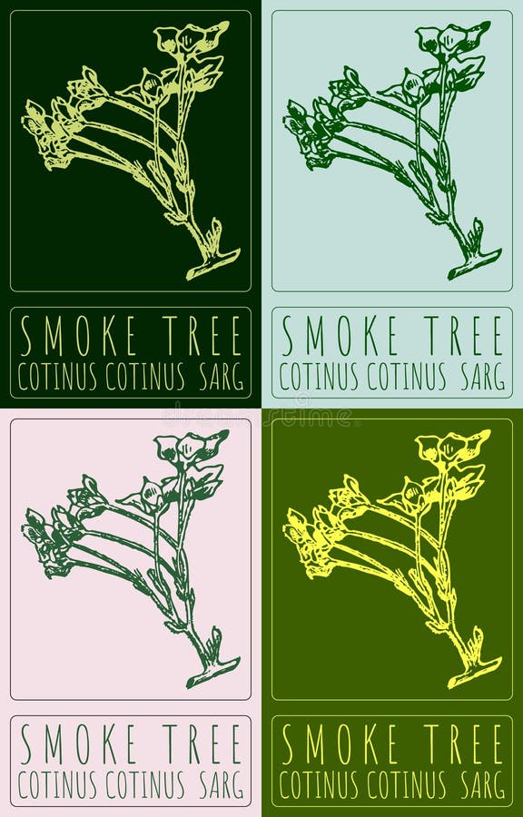 Set of Vector Drawing SMOKE TREE in Various Colors. Hand Drawn ...