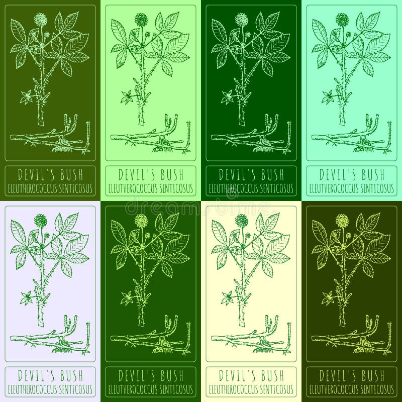 Set of Vector Drawings of DEVIL S BUSH in Different Colors. Hand Drawn ...