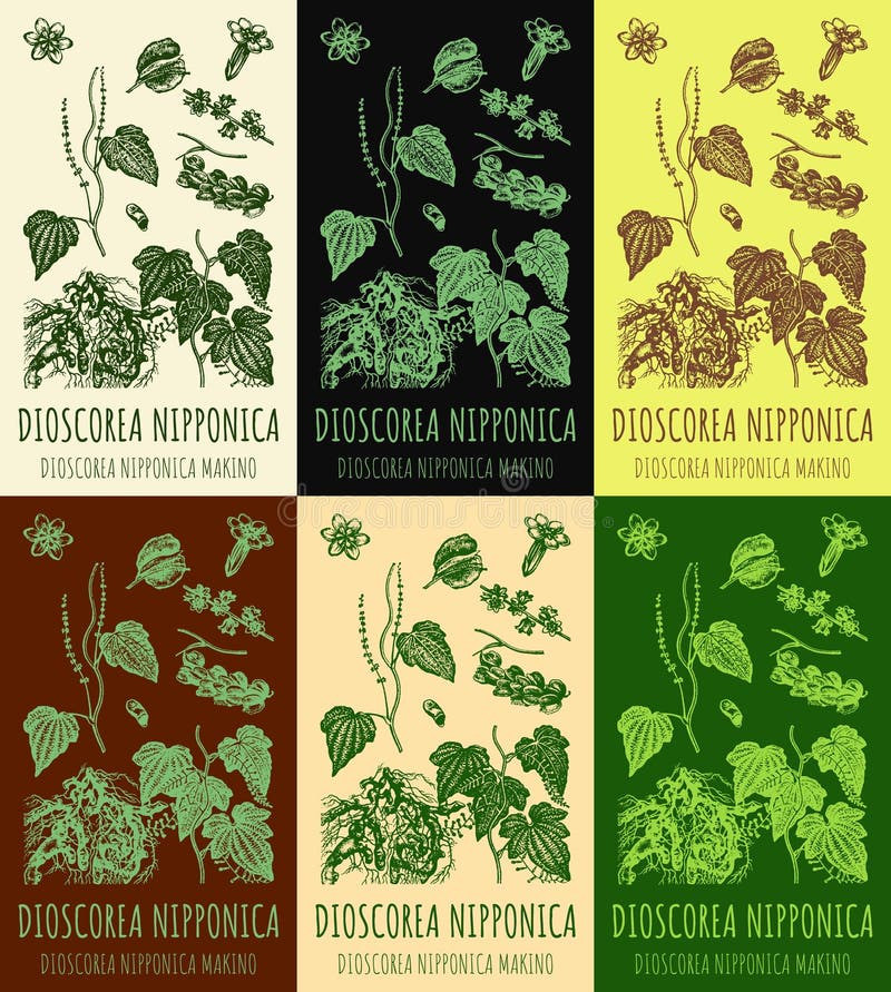 Set of Vector Drawings of DIOSCOREA NIPPONICA in Different Colors. Hand ...
