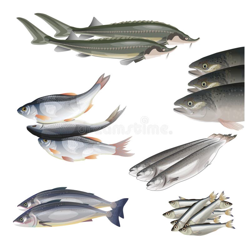 Set of vector fish stock vector. Illustration of isolated - 155176747