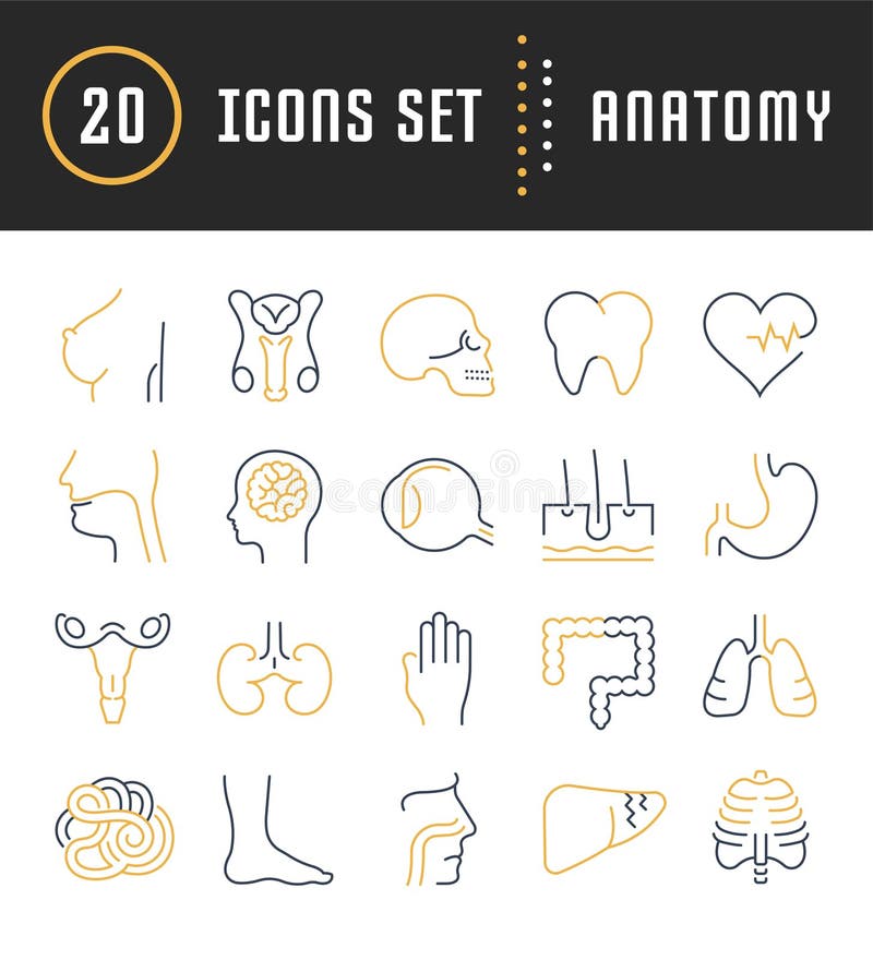 Set Vector Flat Line Icons Anatomy Stock Illustration - Illustration of ...