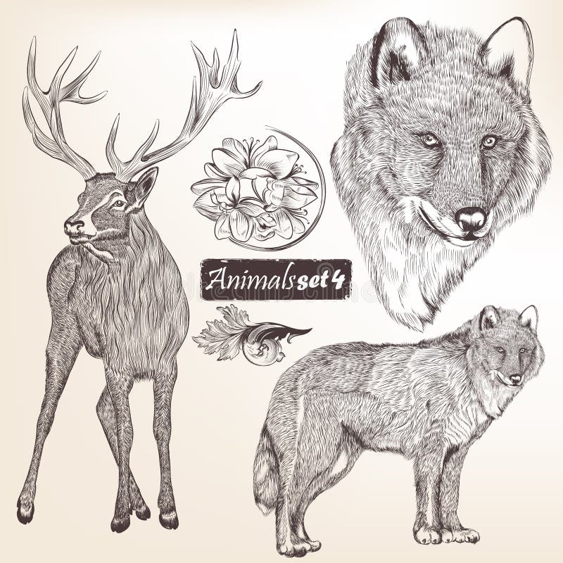 Set of Vector Hand Drawn Detailed Animals for Design Stock Vector ...