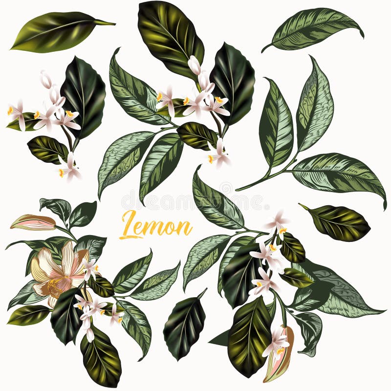 Set of Vector Hand Drawn Realistic Citrus Lemon Flowers for Design ...