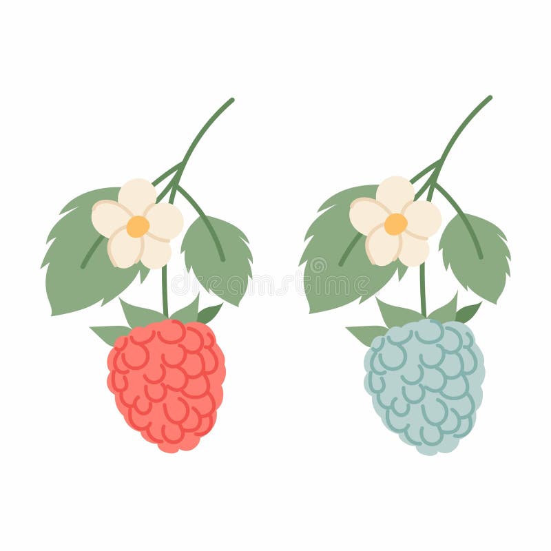 Set of Vector Illustrations of Berries. Raspberry Branch and Blackberry ...
