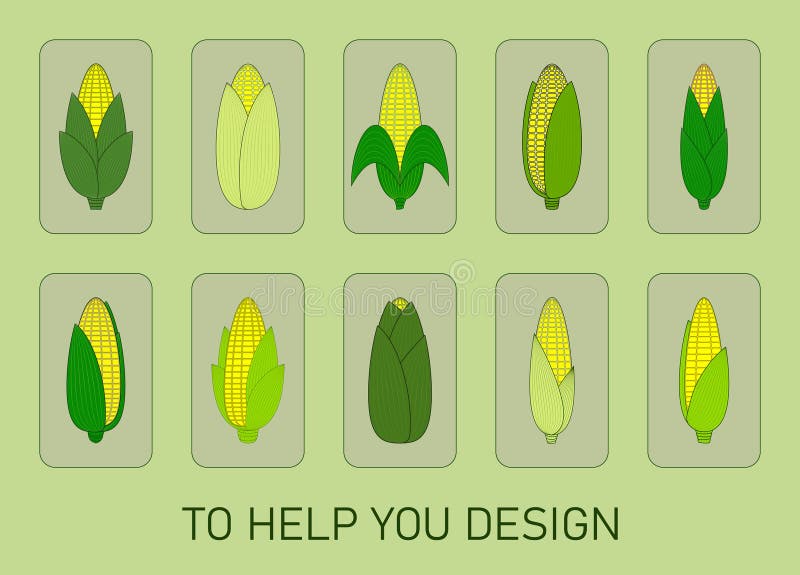 Set of Vector Illustrations of Corn Cobs. Design Assistance Stock ...