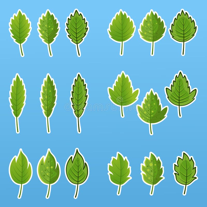 Set of Vector Illustrations of Green Leaves with Jagged Edges Stock ...
