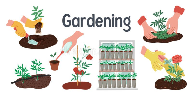 Set of Vector Illustrations about Growing Plants Stock Illustration ...