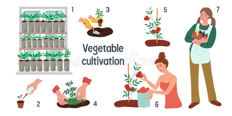 Set of Illustrations about Growing Vegetables by Stages Stock ...