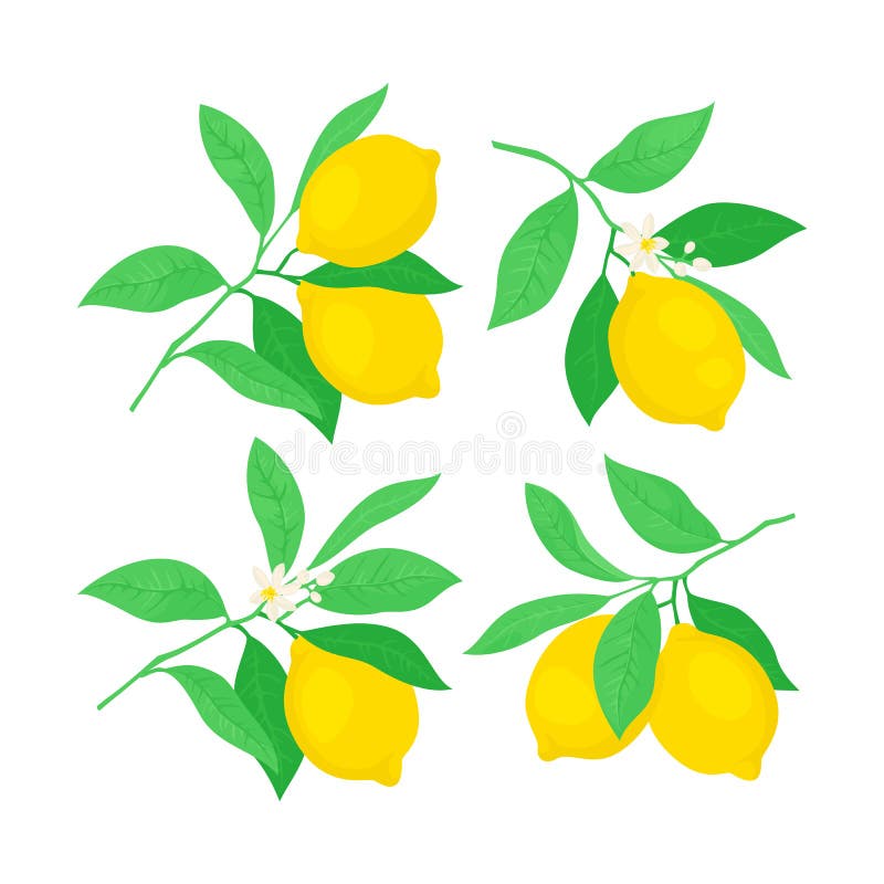 Set of Vector Lemon Tree Branches. Stock Vector - Illustration of juice ...