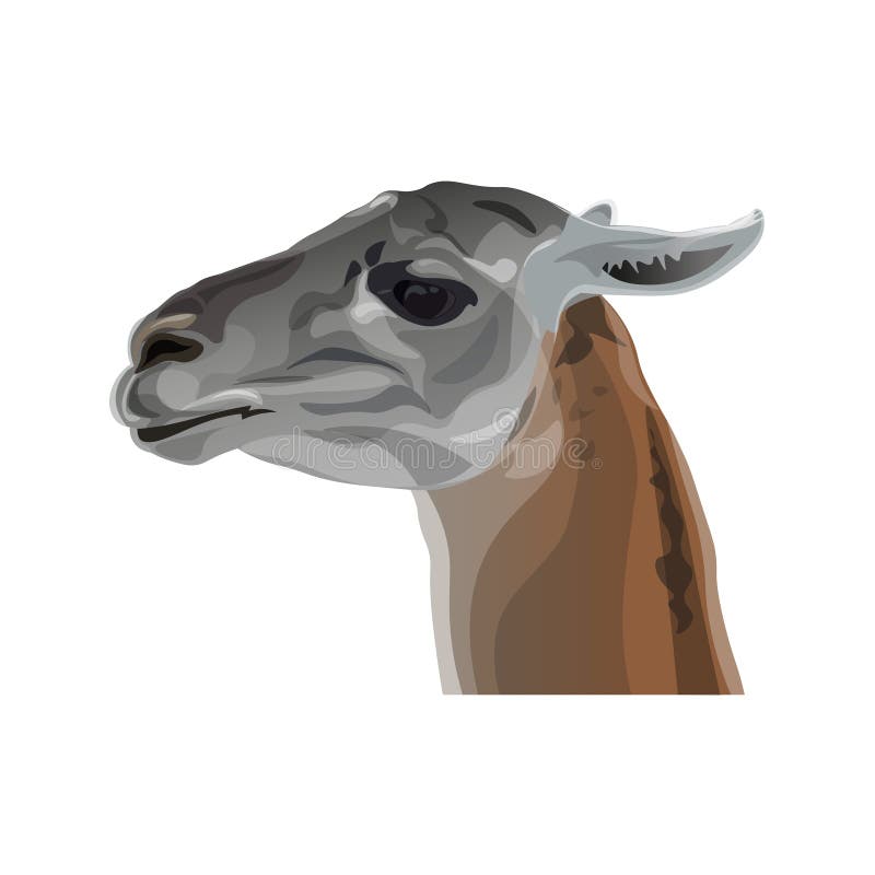 Llama Face Profile View Stock Illustrations – 9 Llama Face Profile View ...