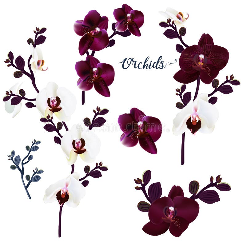 Set of Vector Orchids for Design Stock Vector - Illustration of ...