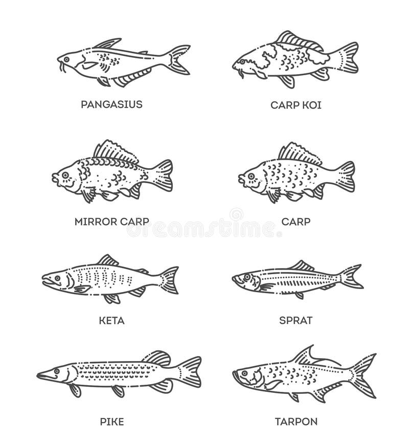 Set of Vector Outline Fish Icons. Vector Flat Collection Stock Vector ...