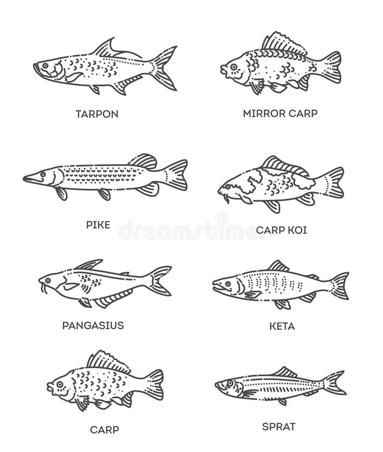 Set of Vector Outline Fish Icons. Vector Flat Collection Stock ...