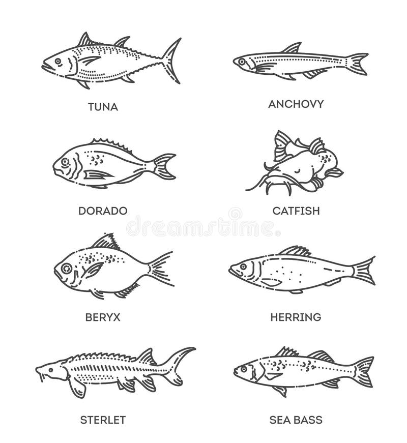 Set of Vector Outline Fish Icons. Vector Flat Collection Stock Vector ...