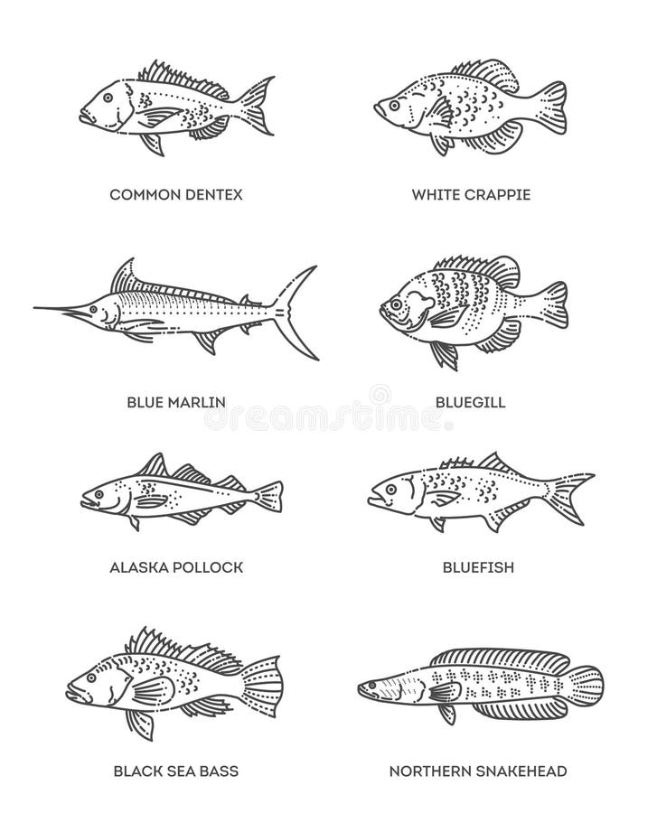 Set of Vector Outline Fish Icons. Vector Flat Collection Stock Vector ...