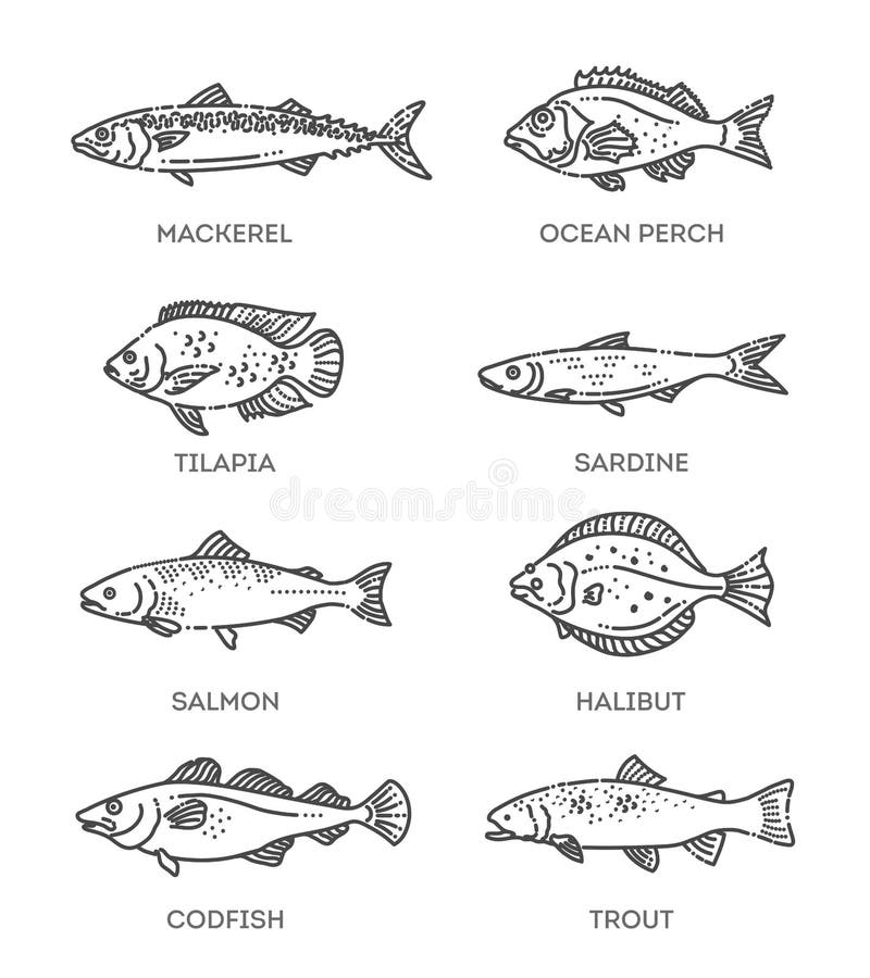 Set of Vector Outline Fish Icons. Vector Collection Stock Vector ...