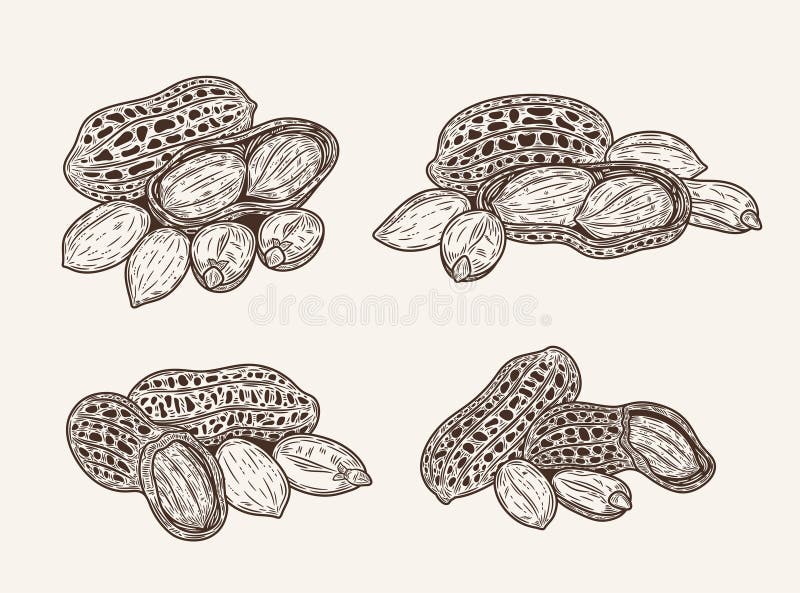 Vector Peanut Hand-drawn Illustrations Stock Vector - Illustration of ...