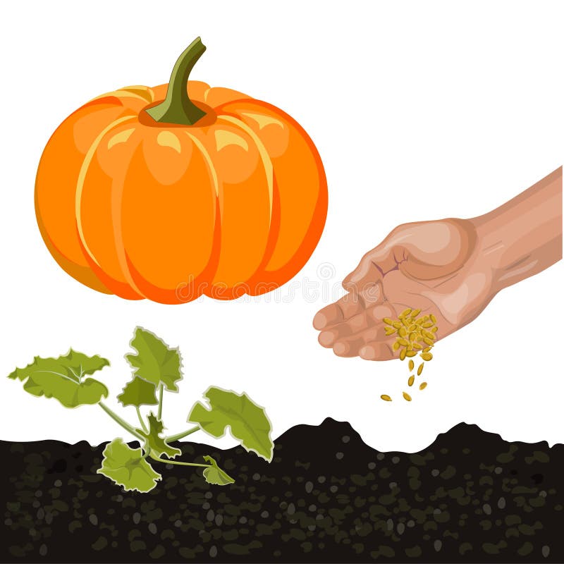 Pumpkin Plant Vector Isolated on White Background Stock Vector ...