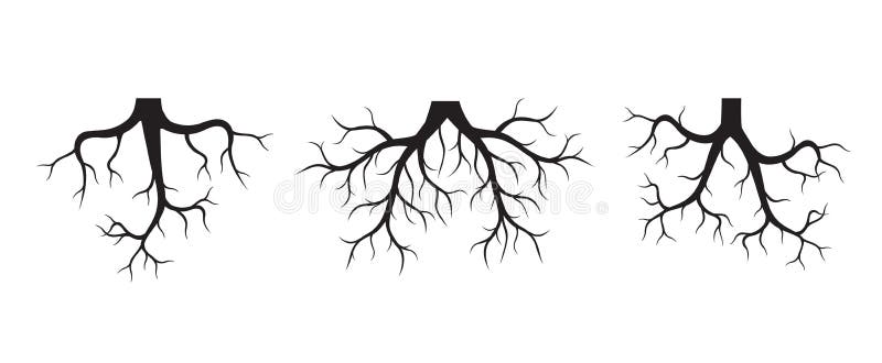 Set Vector Roots, Outline Decoration Elements. Stock Vector ...